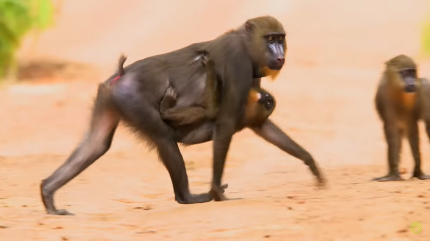 Best Places to See Primates in Kenya - Monumental Expeditions and Safaris